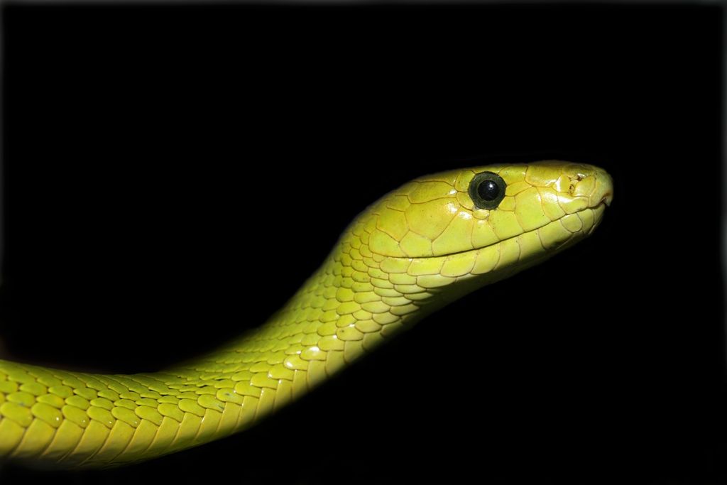 Mamba úzkohlavá | Zoo Plzeň