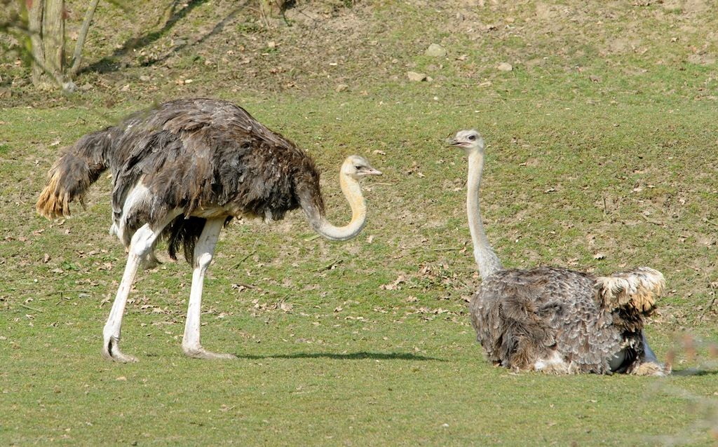 Pštros dvouprstý | Zoo Plzeň