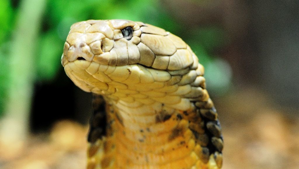 Kobra královská | Zoo Plzeň