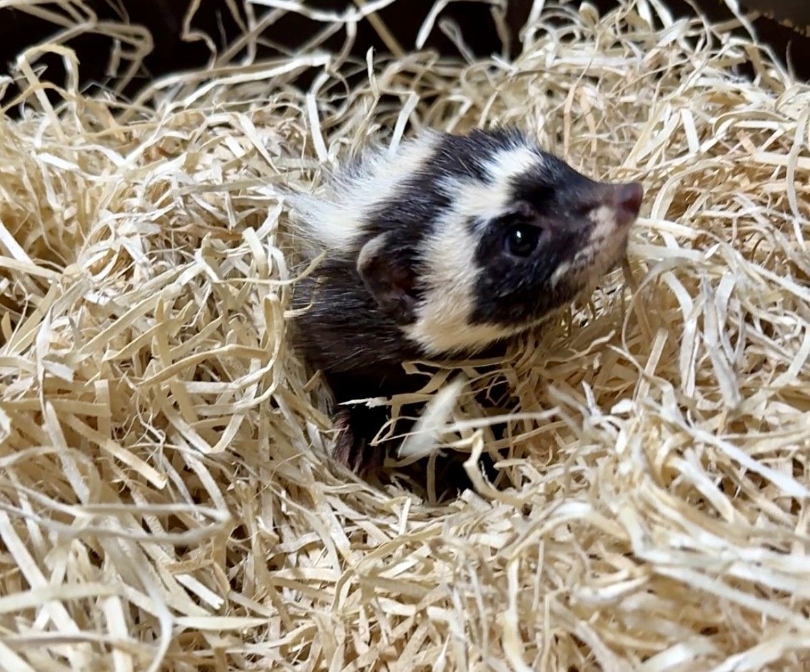 Zorila malá opět v Plzni | Zoo Plzeň