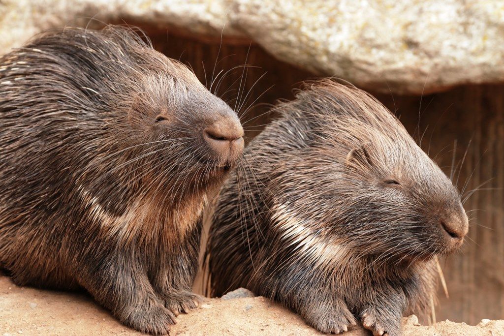 Dikobraz srstnatonosý | Zoo Plzeň