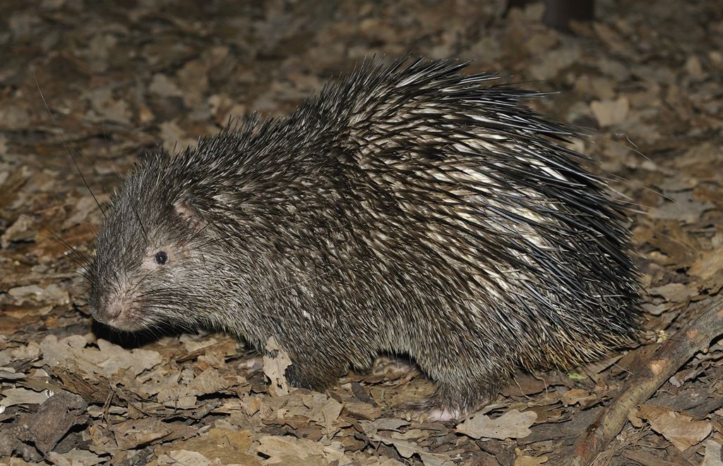 Dikobraz filipínský | Zoo Plzeň