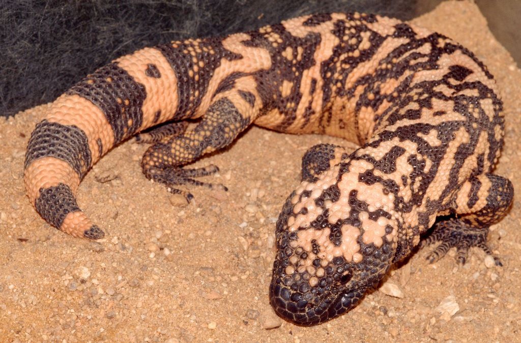 Korovec jedovatý | Zoo Plzeň