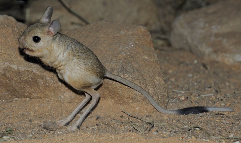 Tarbík velký | Zoo Plzeň