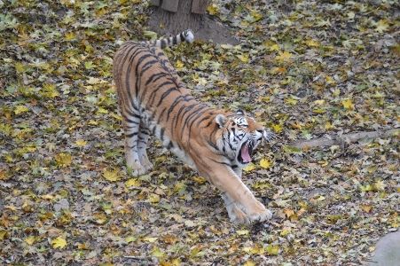 Tygr ussurijský | Zoo Plzeň