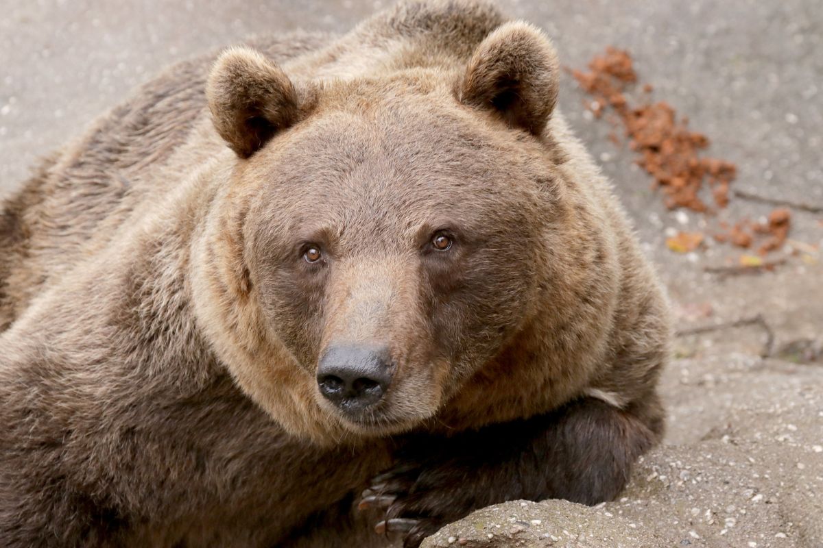 Medvěd hnědý | Zoo Plzeň