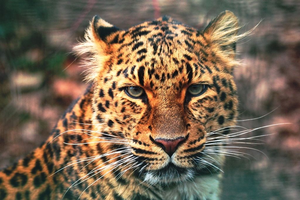 Levhart čínský | Zoo Plzeň