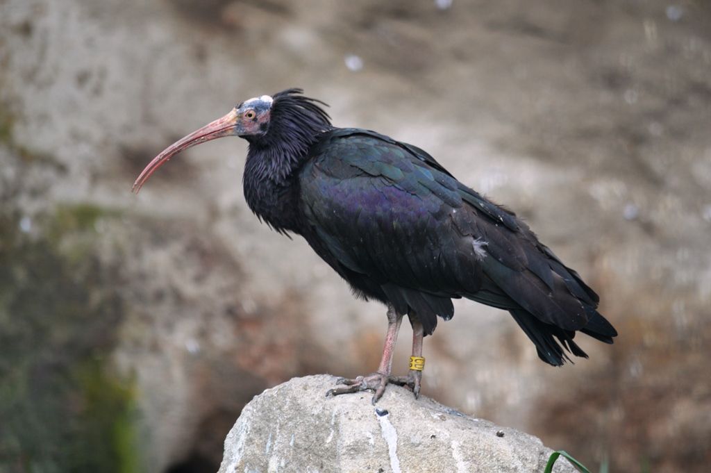 Ibis skalní | Zoo Plzeň