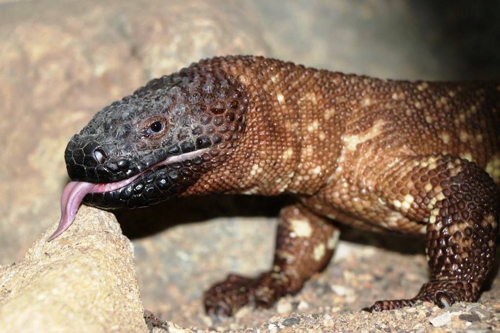 Korovec mexický | Zoo Plzeň