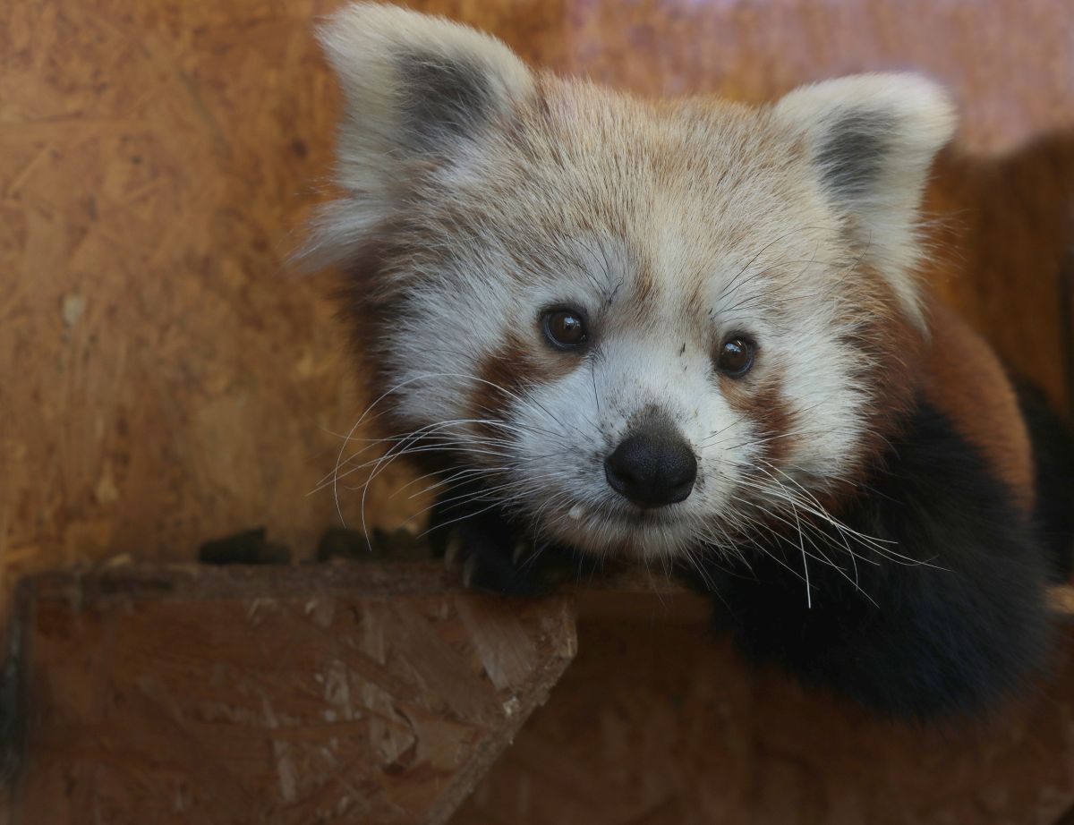 Panda je zpět v zoo! | Zoo Plzeň