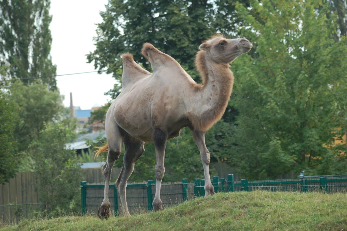 Velbloud dvouhrbý | Zoo Plzeň