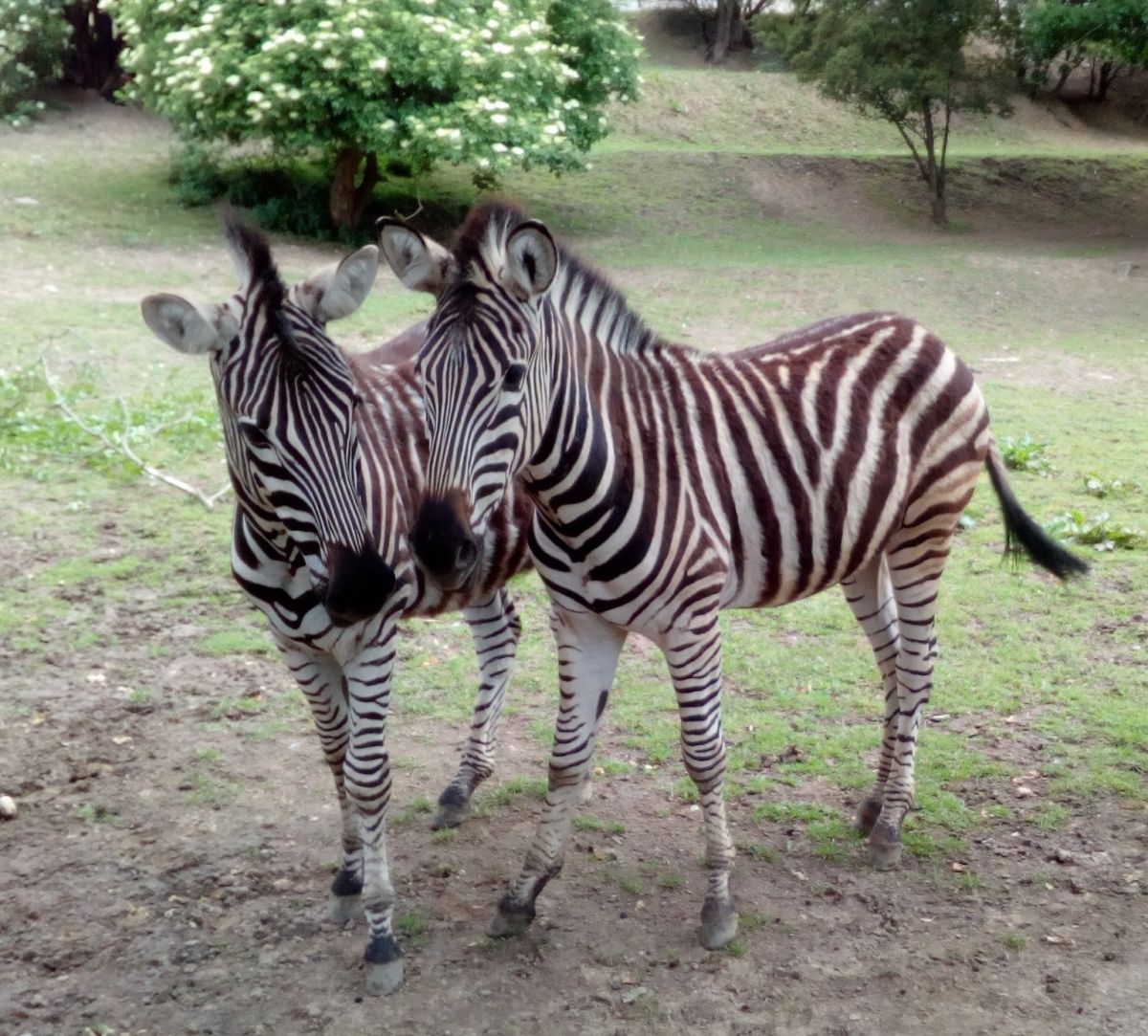 Ukončení chovu zeber Chapmanových | Zoo Plzeň