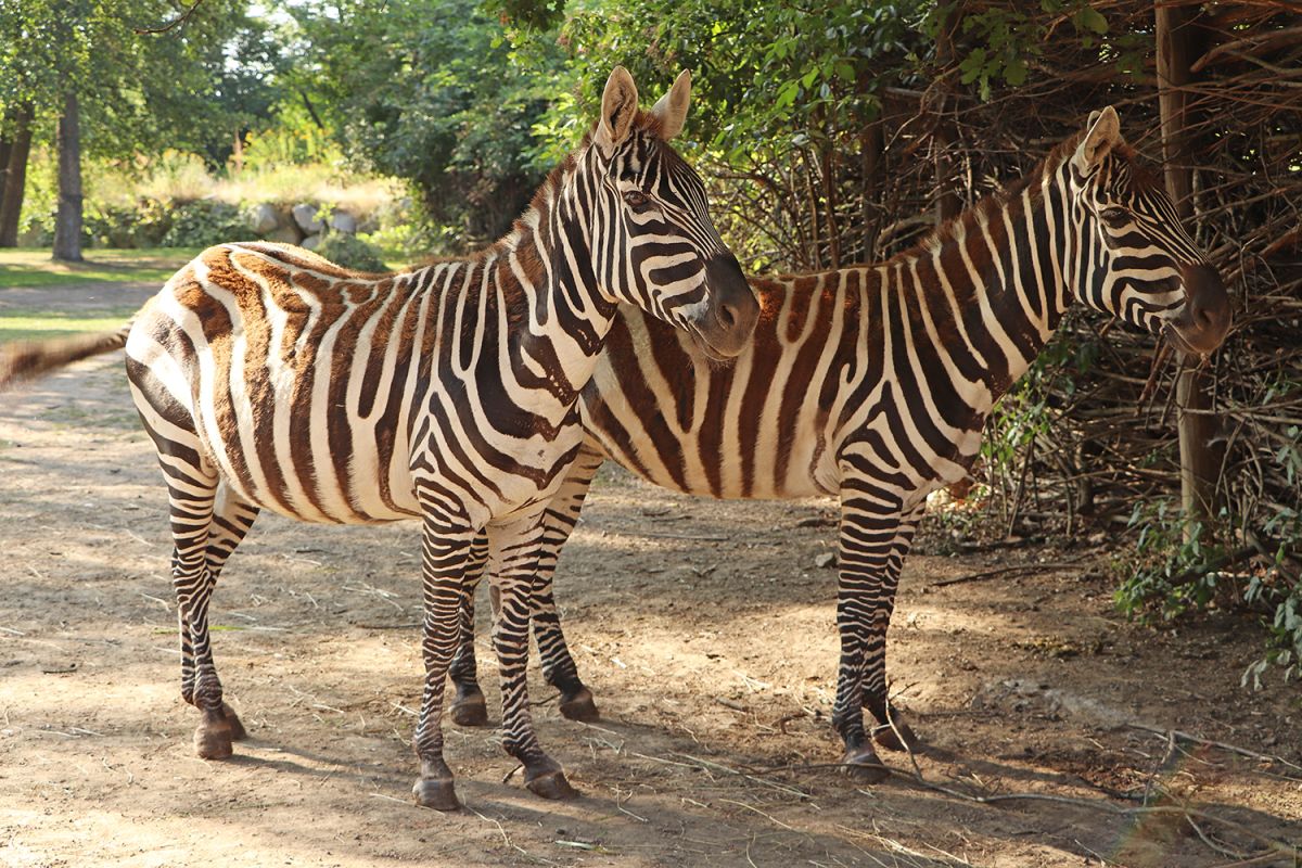 Zebra bezhřívá | Zoo Plzeň