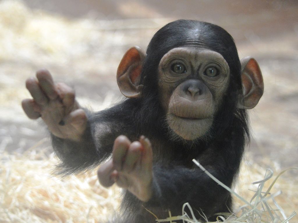 Seznam zvířat | Zoo Plzeň
